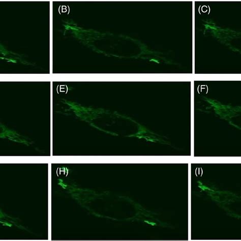 Normal And Diseased Cell Division Download Scientific Diagram