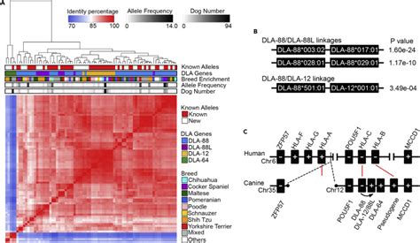 A Kmer Based Paired End Read De Novo Assembler And Genotyper For Canine
