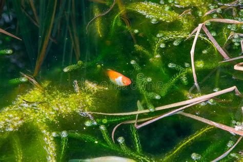 A Small Koi Carp Swimming In A Large Outdoor Pond Stock Image Image