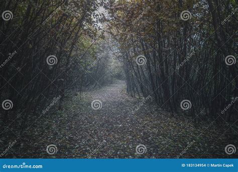 Scary Path Throught The Trees Stock Photo Image Of Throught Woods