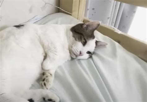 ちょっと、近い近い！食事中のハムスターをガン見する猫。 ねこのこと。～猫がもっと好きになる動画紹介サイト～