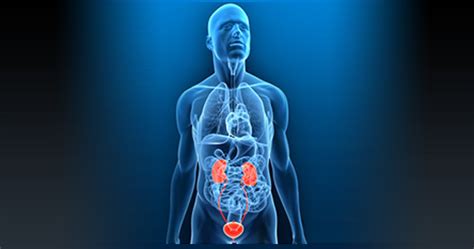 5 Common Urology Problems In Men AskDrManny