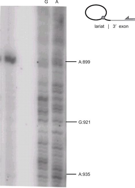 Reverse Transcriptase Primer Extension For Detection Of Bci4 Lariat