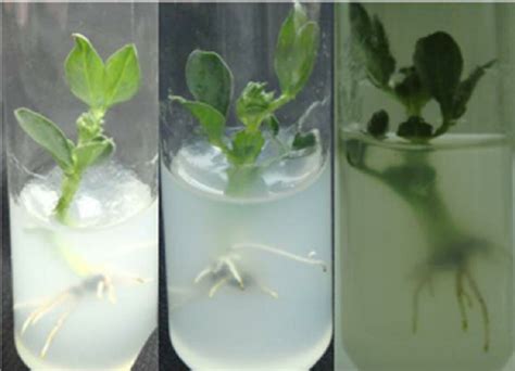 Regeneration Of Faba Bean D Ays Download Scientific Diagram