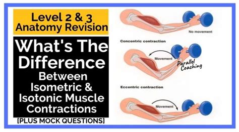 What S The Difference Between Isometric And Isotonic Muscle Contractions
