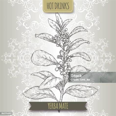 Yerba 메이 트 일명 감 Paraguariensis 분기와 잎과 꽃 마떼 차에 대한 스톡 벡터 아트 및 기타 이미지 마떼 차 잎 0명 Istock
