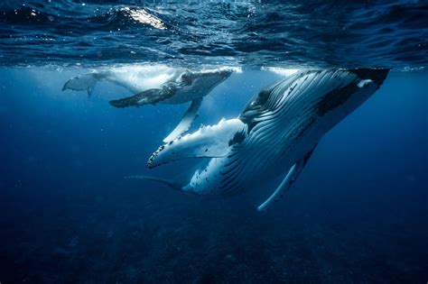 15 Humpback Whale Facts Revealed Ohmyfacts