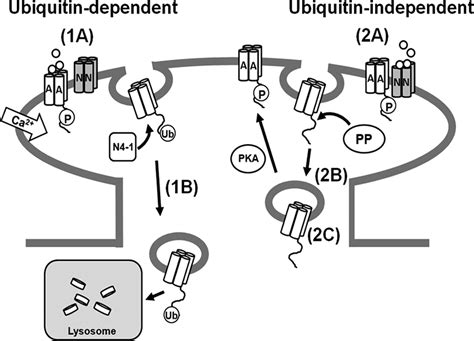 Activity Dependent Ubiquitination Of Glua1 Mediates A Distinct Ampa
