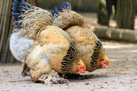 What Is The Yellow Stuff On Chicken Legs At Debbie Renee Blog