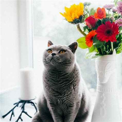 Noms pour chats femelles idées et tendances actuelles Mo