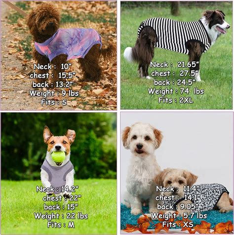 Traje de recuperación quirúrgica para perro después de esterilización
