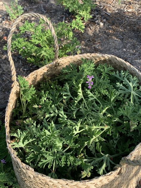 Portrait Dadhérent Ppam Bio Doc Picanya Aromatique Interbio Occitanie