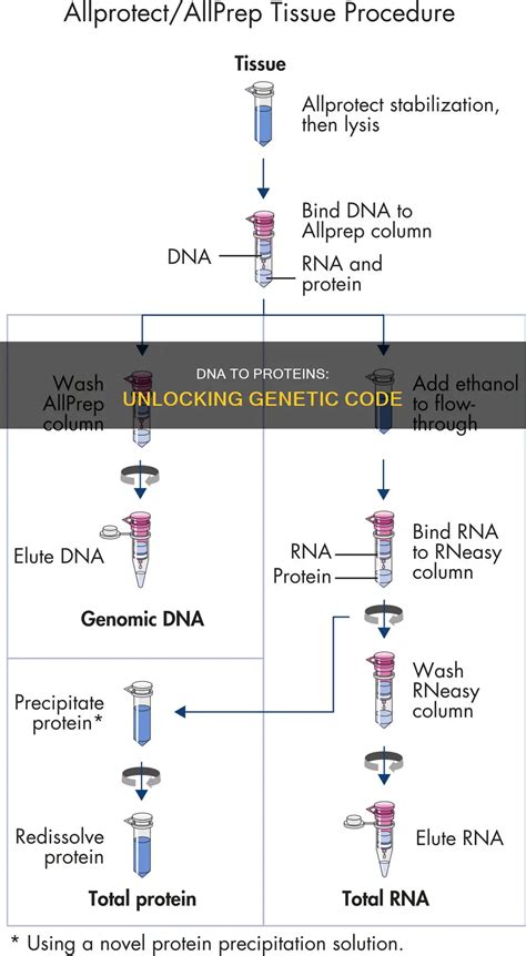Dna To Proteins Unlocking Genetic Code Medshun