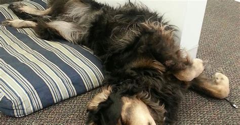 My Rescued Mutt Sleeping In His Favorite Position Imgur