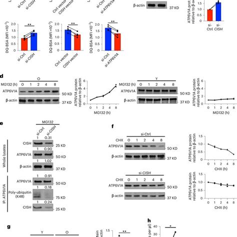 Cish Impairs Lysosomal Activity By Promoting Proteasomal Degradation Of