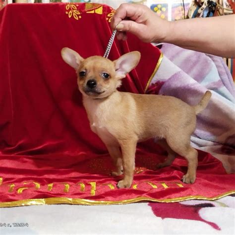 Той терьера щенок купить в Москве цена 12 000 руб истекает завтра в 1313 Собаки