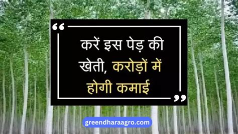 यूकेलिप्टस की खेती कैसे करें सफेदा का पेड़ कैसे लगाएं कीमत