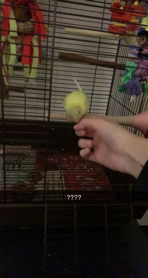 Why Is She Doing This Rbudgies