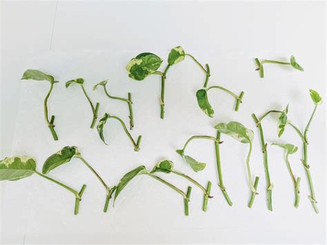 Propagating Pothos Step By Step Guide With Photos And Troubleshooting