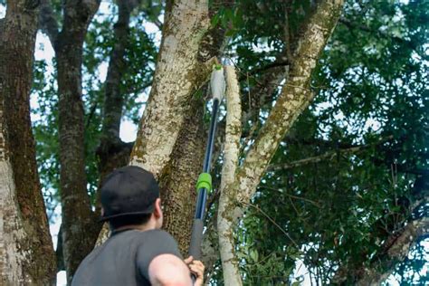 Diy Tree Branch Cutter Home And Garden Reference