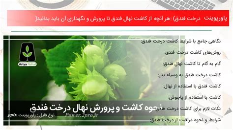 دانلود پاورپوینت درخت فندق هر آنچه از کاشت نهال فندق تا پرورش و نگهداری آن باید بدانید کد100351
