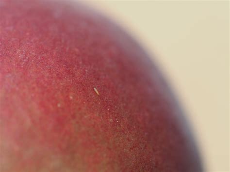 Thrips A Potentially Big Problem From This Tiny Insect Uga Peach Blog