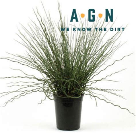 Juncus Grass Americas Gardens Nursery