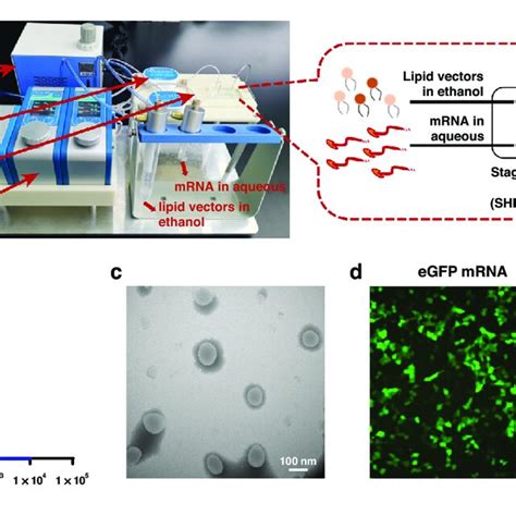 Lnp Module And In Vitro Transfection A Image Of The Lnp Encapsulation Download Scientific