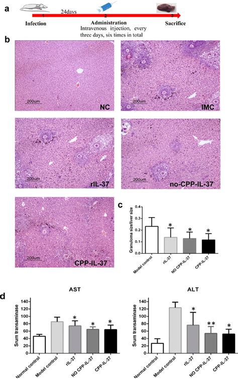 Administration Of Il 37 Alleviates Egg Induced Liver Granuloma