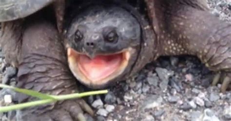 ‘dont Annoy A Snapping Turtle Man Left In Agony After Creatures