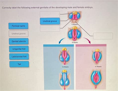 Solved Correctly Label The Following External Genitalia Of