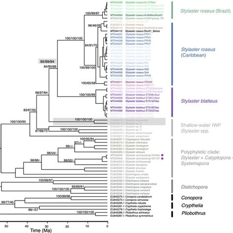Time Calibrated Phylogeny For Lace Corals Obtained Using Bayesian Download Scientific Diagram