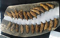 Macroraptorial Sperm Whale Wikipedia