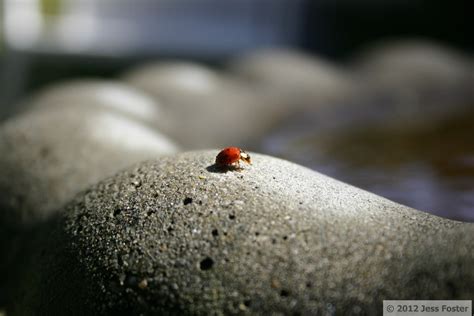 Sluggin Along Swimming Ladybug Hemolymph Hypothesis