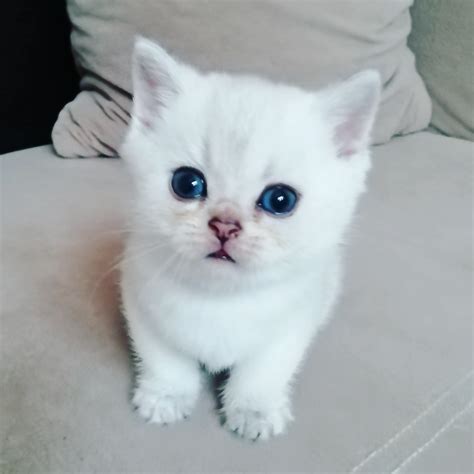 Philip (2) – Wimpy Cat House
