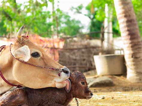 Bovine Atac Seq Lifeasible