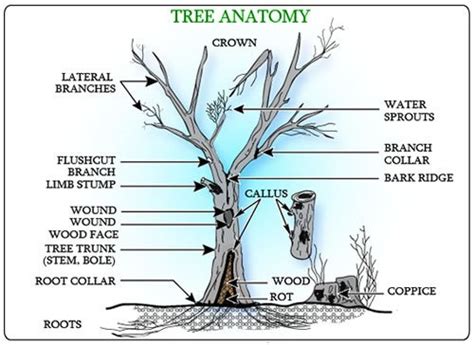 Diagram Of A Tree Bole