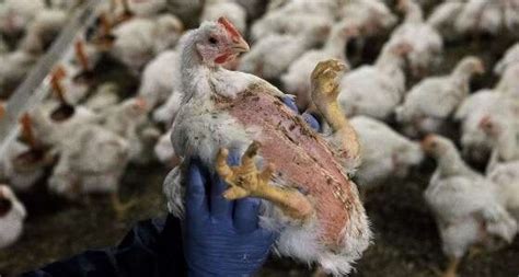 No Human To Human Bird Flu Transmission Found In Cambodia