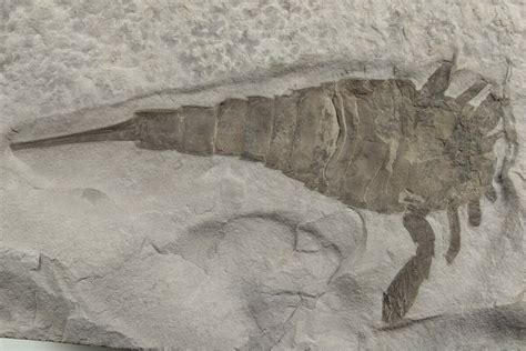 5 25 Eurypterus Sea Scorpion Fossil New York 236963 For Sale