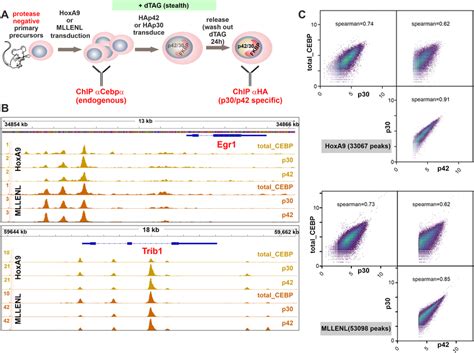 P42 And P30 Bind To Identical Chromosomal Loci A Schematic Overview Of