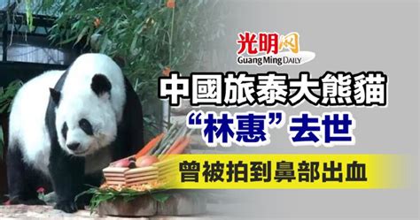 22岁中国旅泰大熊猫“林惠”去世 曾被拍到鼻部出血 Nestia