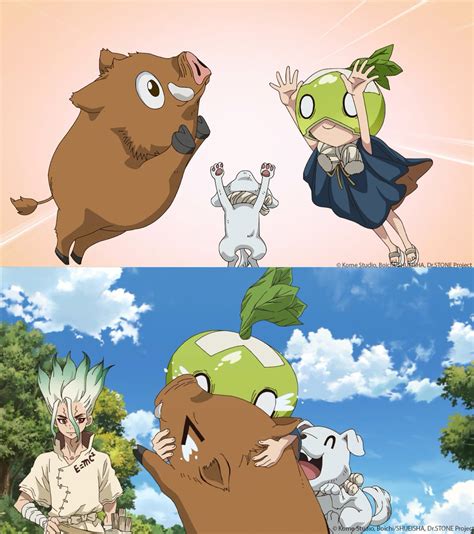 Dr Stone En On Twitter The Newest Addition To The Kingdom Of Science 🐗