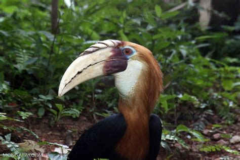 Rainforest Birds Flying