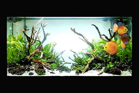 激安通販専門店 カブトムシとクワガタ飼いかた図鑑 はじめての熱帯魚水草の育て方 Bf