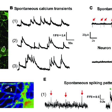 Activity Of Enteric Neurons Within The Network Ab Fluorescence Download Scientific Diagram