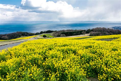 Springsummer Flower Road Travel