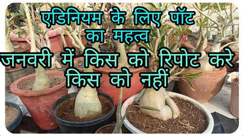 जनवरी अंत में एडीनियम के हर पौधे को रिपोट ना करें ताकि मिड फरवरी में अच्छी ग्रोथ व् फूल मिलें