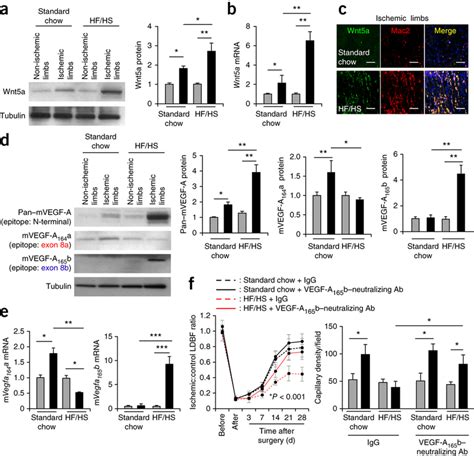 Vegf A165b Impairs Ischemia Induced Angiogenesis In Mice With