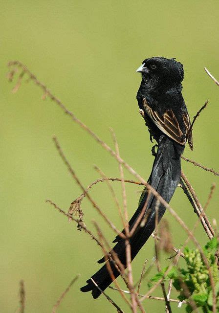 Jacksons Widowbird