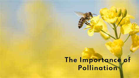 Pollination And Types Of Pollination